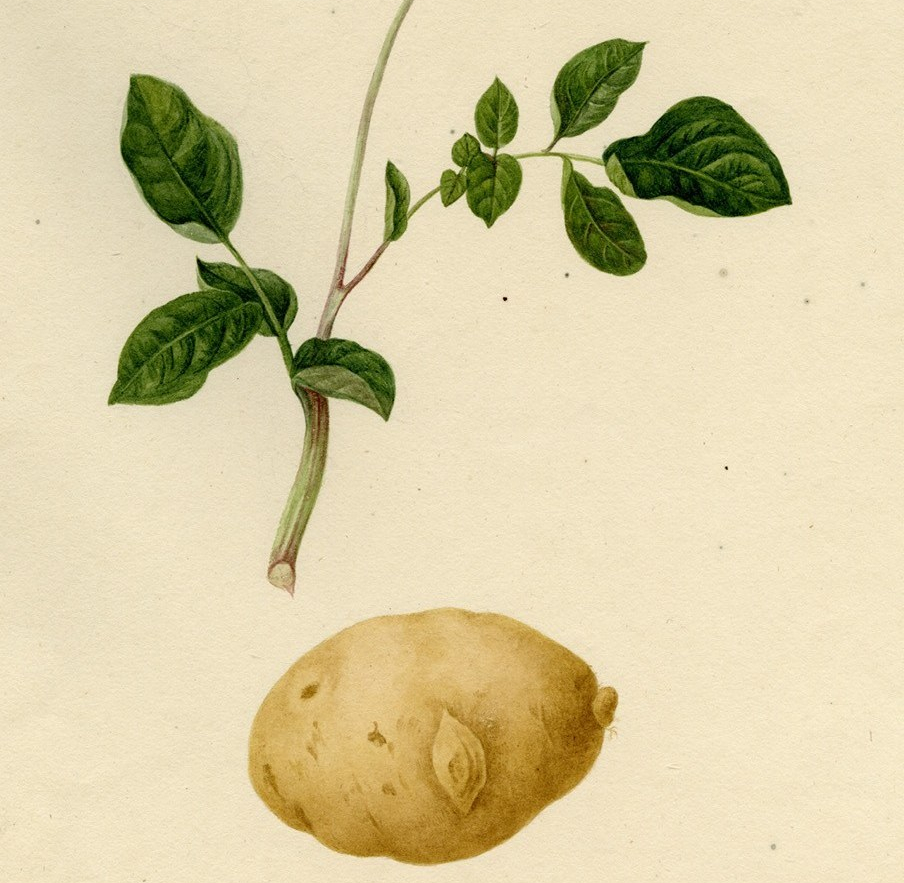 Research Seminar Review: “Potatoes and the Pursuit of Happiness ...