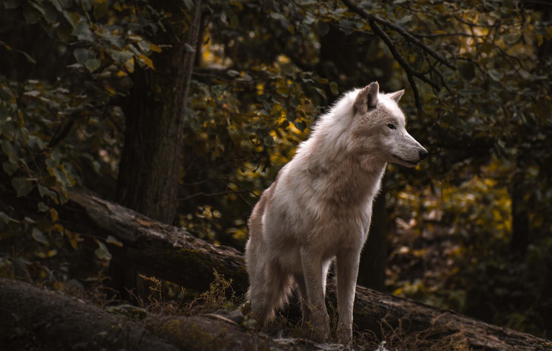 The Last Wolf in the UK – Retrospect Journal