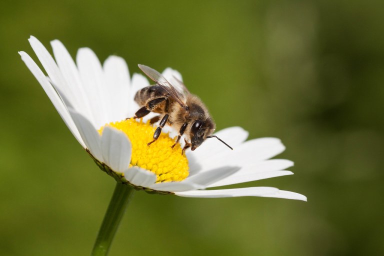 One Bee is No Bee: The Partnership Between Bees and Humans – Retrospect ...
