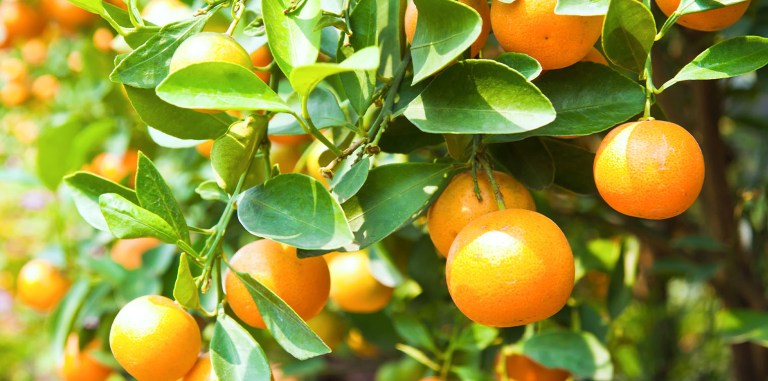 Citrus Trees – Retrospect Journal